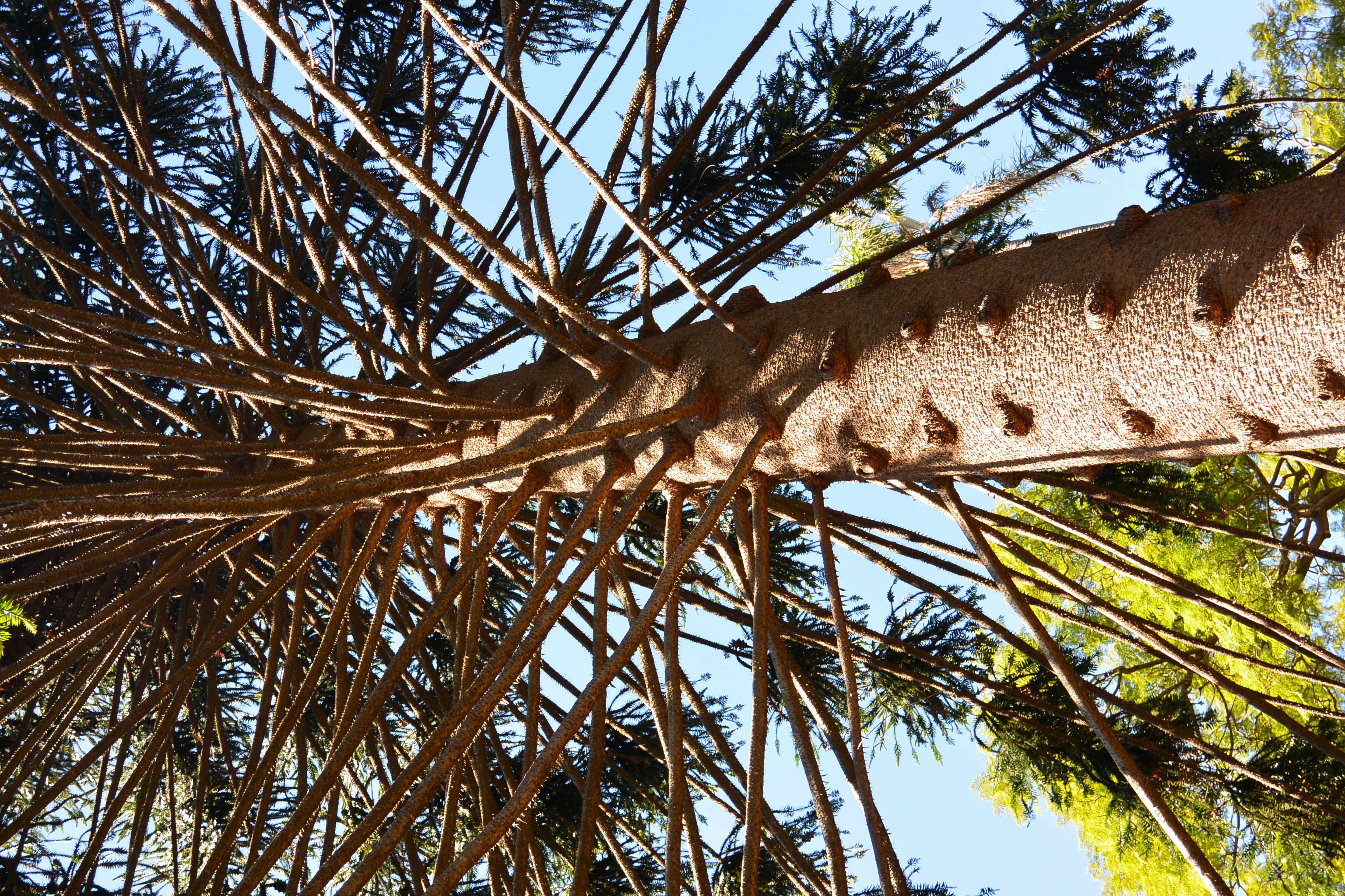 Bunya Pine – James O'Brien